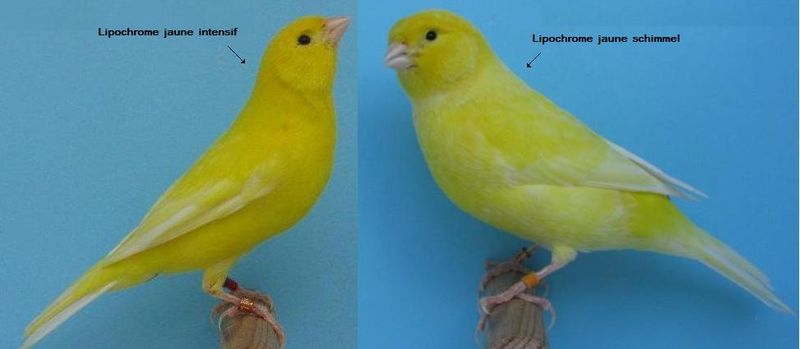 Choix des reproducteurs :: Elevage Amateur canari